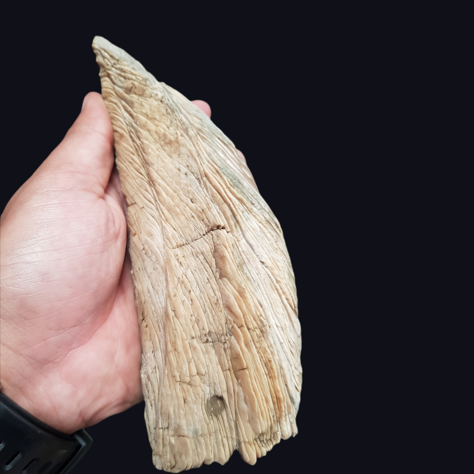 Rare Fossil Giant Mussel Oyster Sea Shell | eBay
