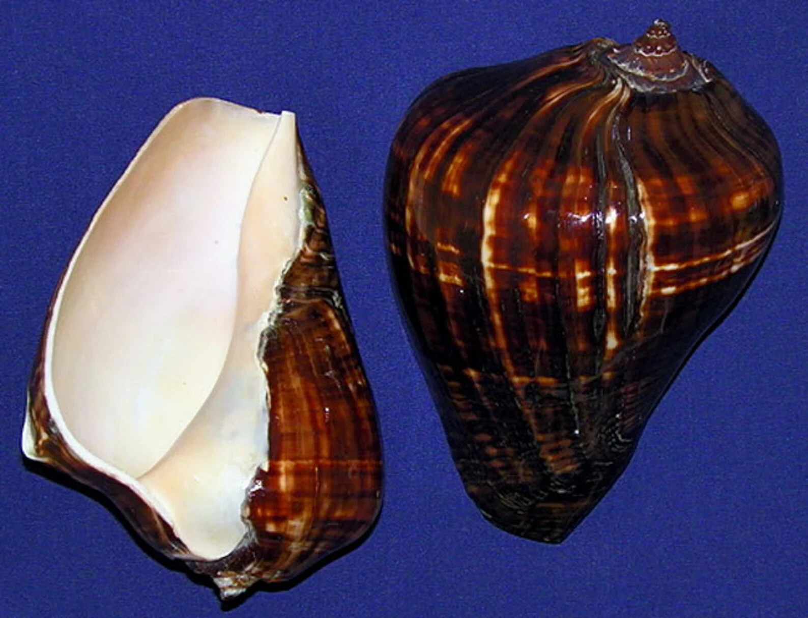 Polished Fiber Crown Conch~ Melongena ~ 4" -4-1/2"~ (1 Shell) | eBay