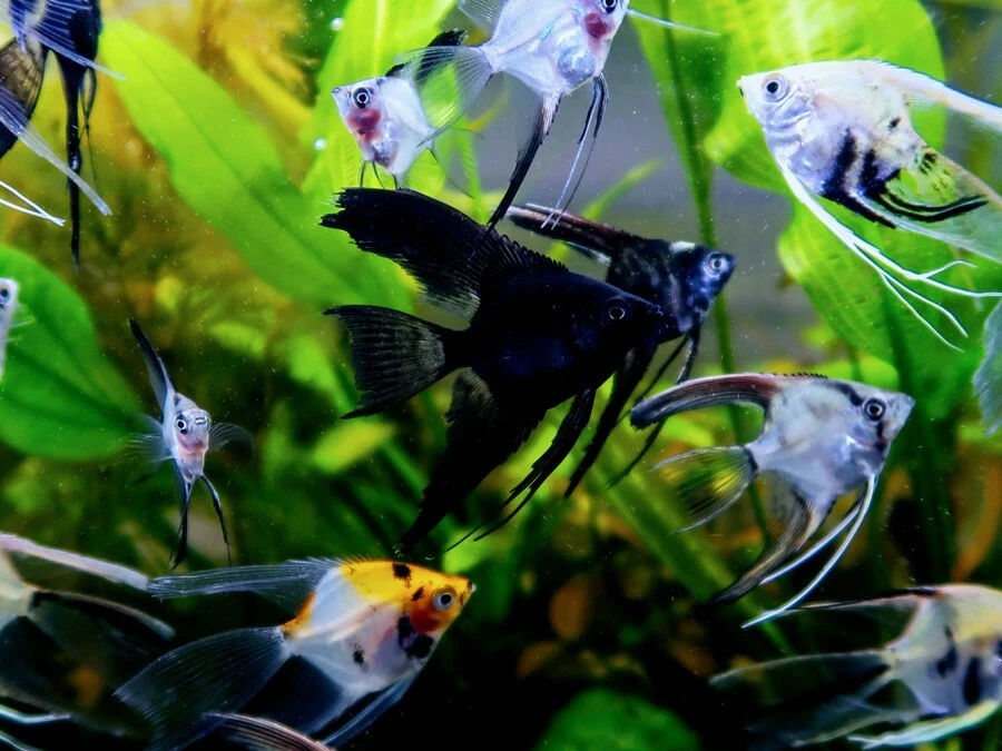 Freshwater Angelfish Breeding