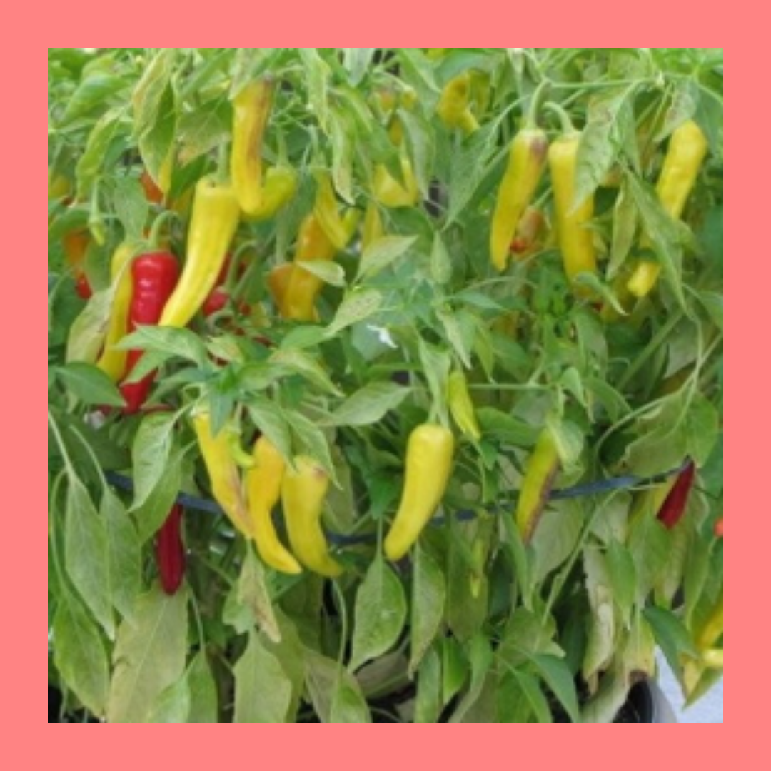 Heritage Seeds 30+ CHILLI HUNGARIAN YELLOW WAX HOT | eBay