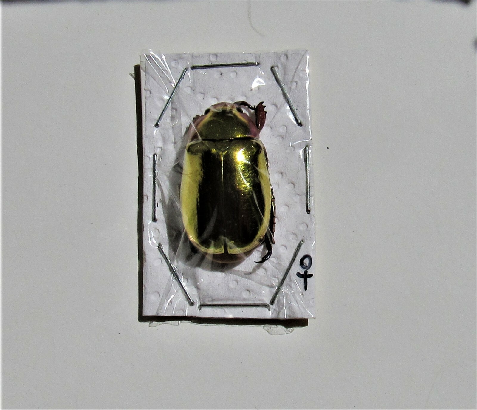 Extremely Rare GOLD Glorious Jewel Beetle Plusiotis aurigans (Chrysina ...