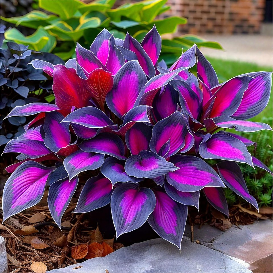 Hosta Seeds - 200 Rare Black Purple Hosta Plants Seeds for Planting ...