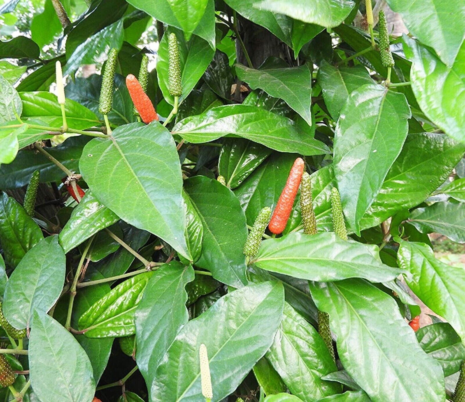 Long Pepper Natural Piper Longum Poivre Long Pippali Organic Ceylon ...