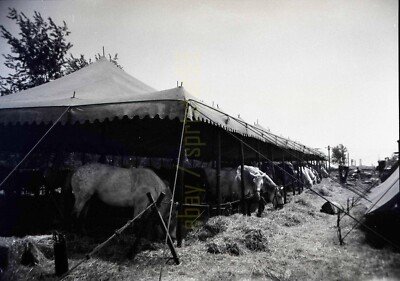 Ringling Bros and Barnum & Bailey Circus Horses - c1950s - Vintage ...