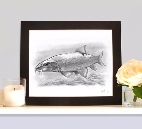 BARBEL Underwater Fish Art Print Drawing Picture MOUNTED Present Gift ...