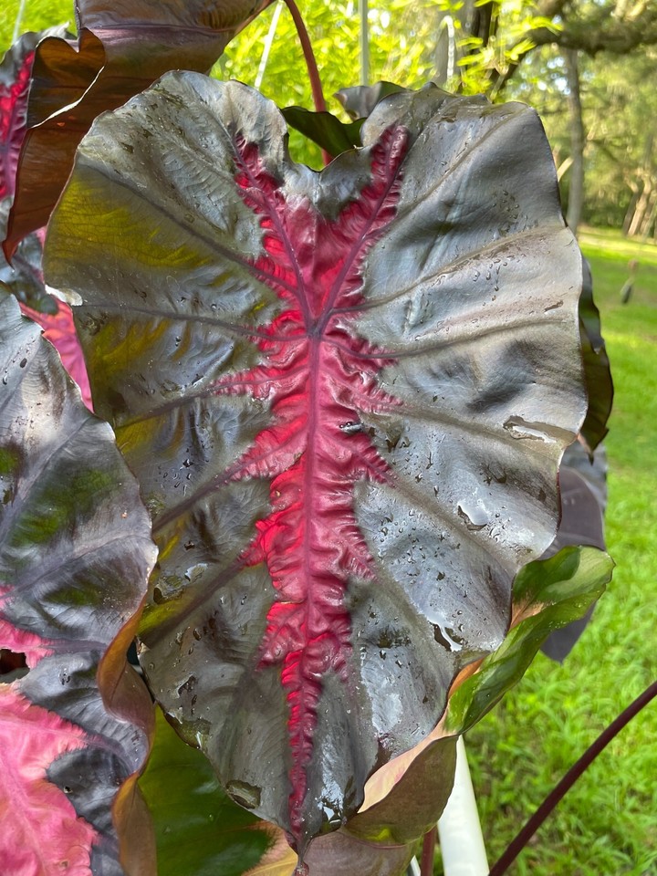 Colocasia Redemption / Elephant Ear – Large 1 Gallon Size - Largest on ...