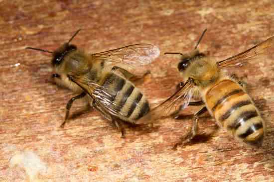 30 Fresh USA Bees FRESH 30 REAL Honeybee's DRYED SPECIMEN INSECT ...