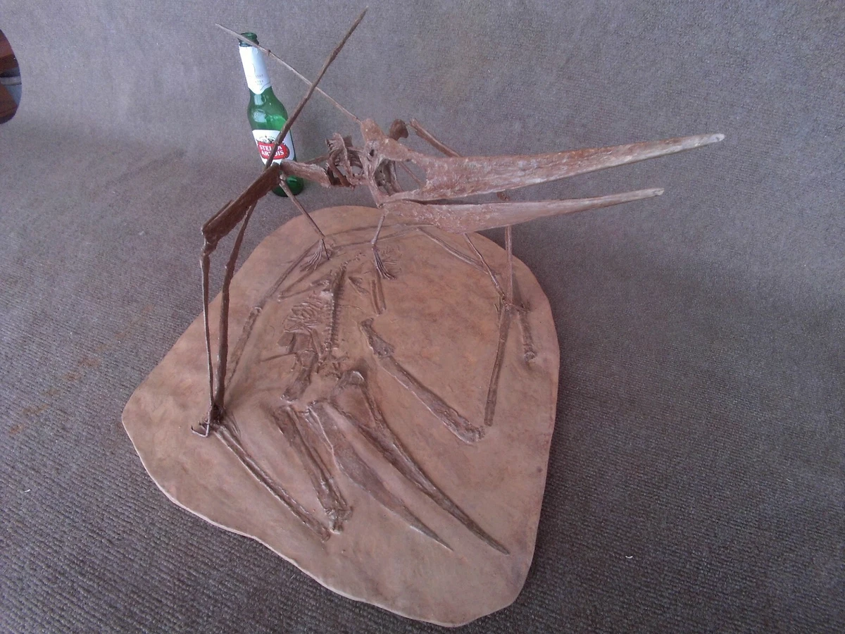 Pteranodon Fossil