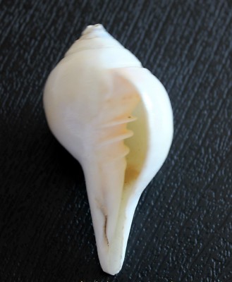 HINDU RELIGIOUS LEFT HANDED VAMAAVARTA SHANKH SEA CONCH INDIA PRAYER ...