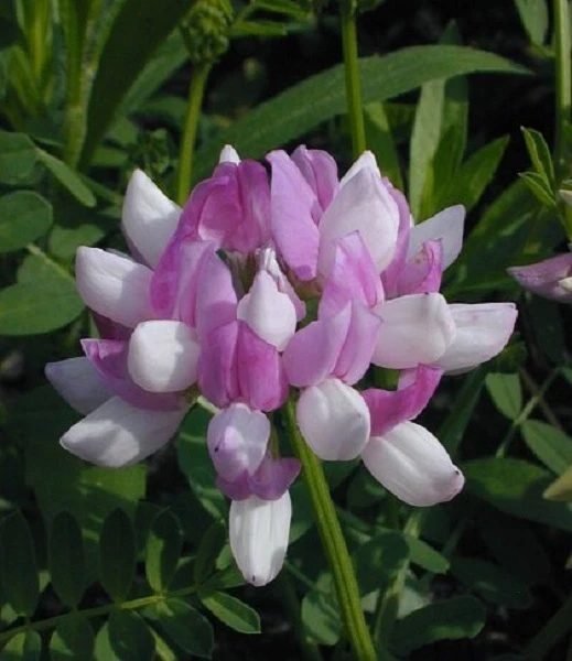 Crown Vetch Ground Cover