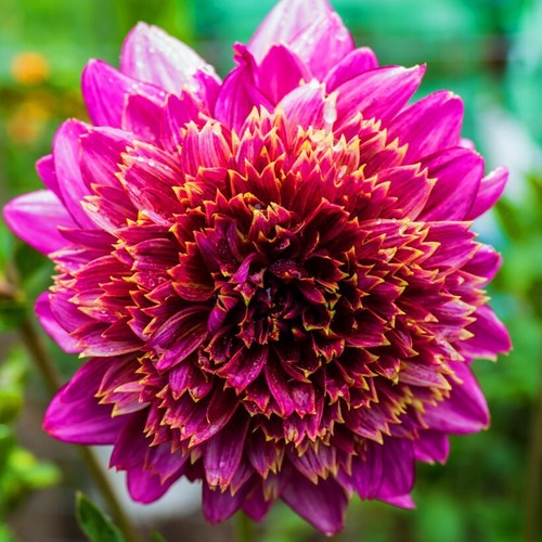 1 - Alyshia POWDER PUFF DAHLIA Bulb Tuber Clump * A FAVORITE OF ...