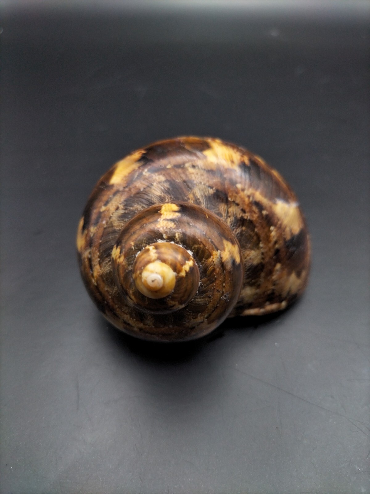 Large, collector turbo Reevei with operculum. Turban sea shell 64mm ...