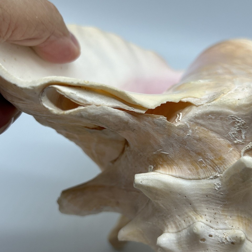 2.1# Conch Seashell (Pink) - Bahamas Pink Conch Shell Ocean Beach ...