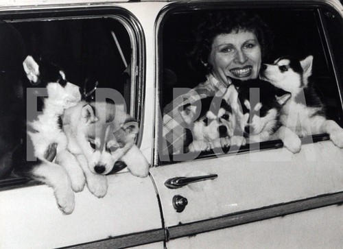 Photo De Presse Vintage Animaux, Cinq Husky Dans Automobile, Tirage 21 ...