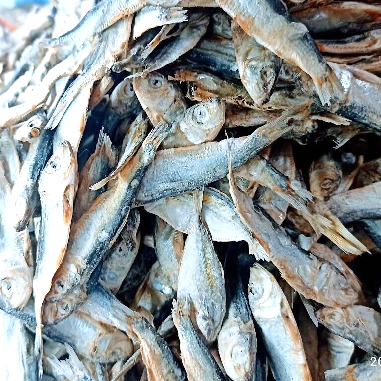 Sun Dried Linna Mackerel Fish Ceylon Sea Food Chemical Free 100% Pure ...