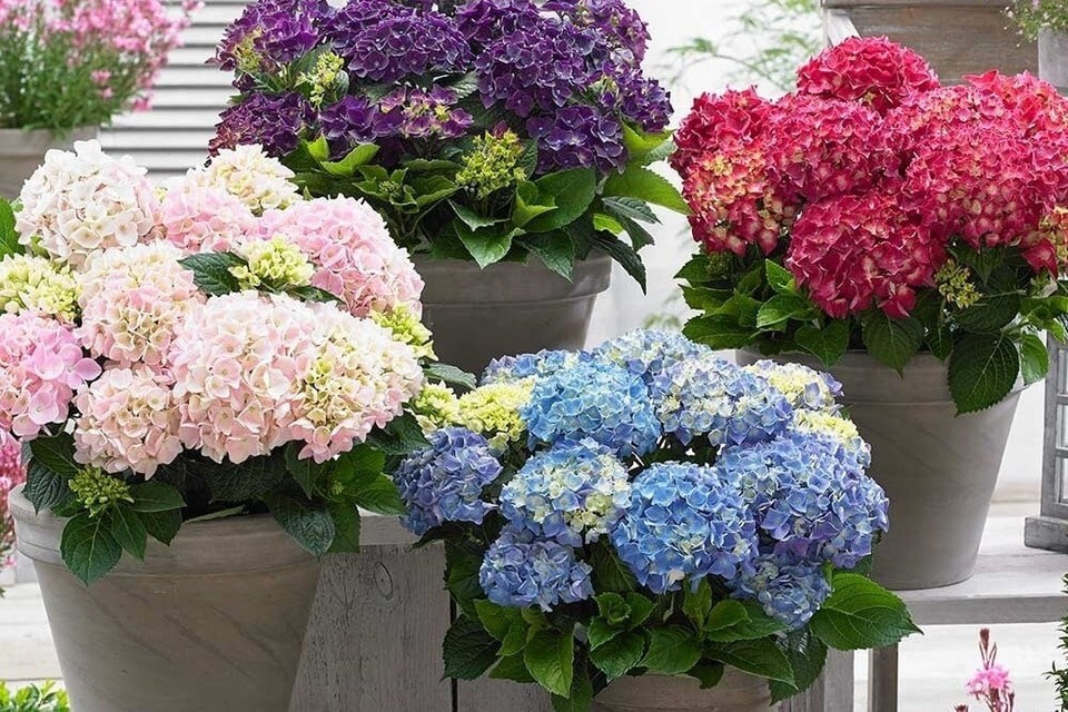 4x Hydrangea macrophylla Mix Varieties XXL Jumbo Plug Plants - 24HR ...