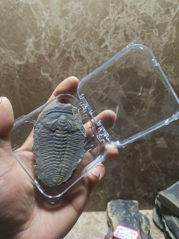 Early Cambrian Lederiki trilobite fossils from Guizhou A02 | eBay