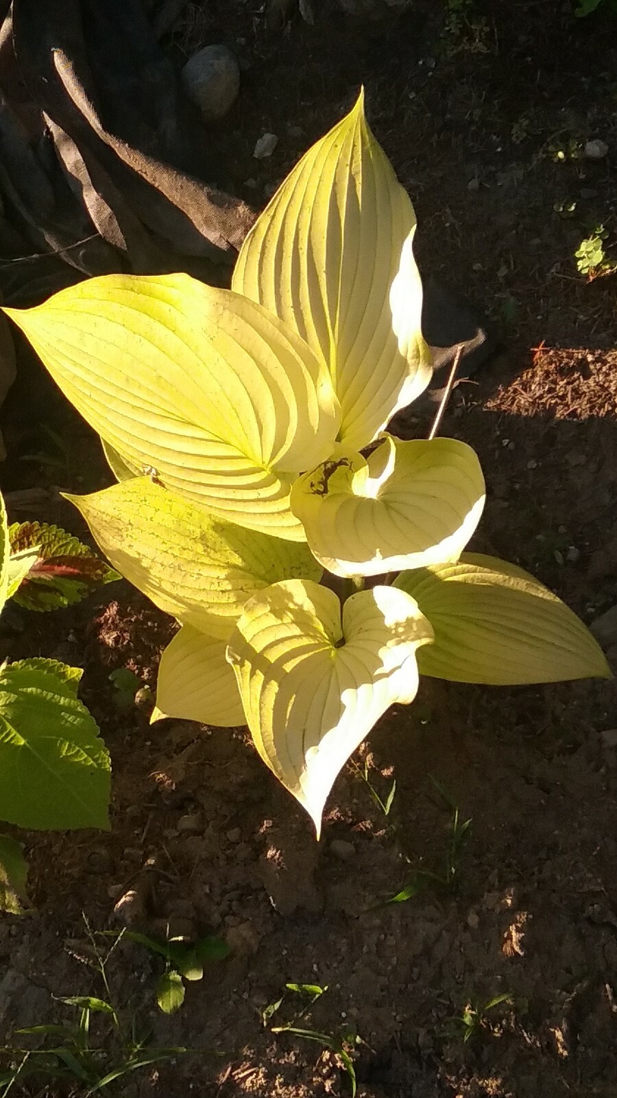 Hosta Seeds mix of colors, size, and leaf shape 50+ perennial seeds | eBay
