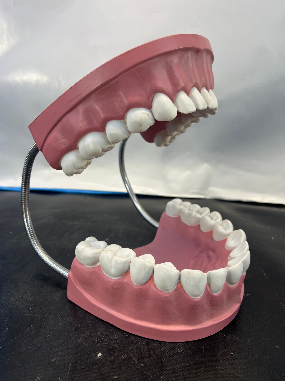 Large Vtg Dental Articulating Jaw Model Gums Teeth Halloween Prop ...