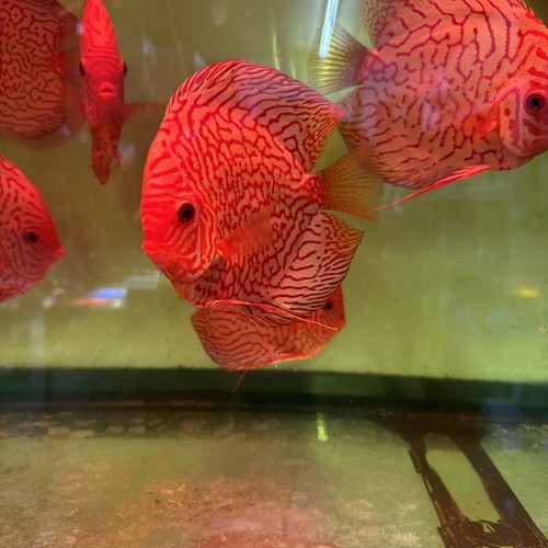 Red Checkerboard Pigeon Discus 6 Inch Tropical Live Fish | eBay