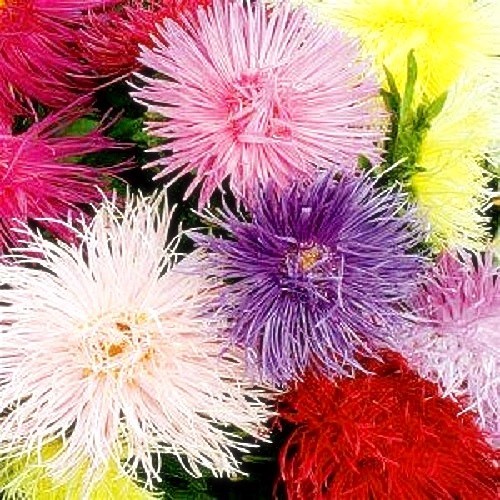 Aster "Giant Ray Needle Mix" (Callistephus chinensis) x 50 seeds. | eBay