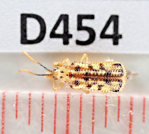 D454. Insects, butterflies: Chrysomelidae sp. South Vietnam. Bao Loc | eBay