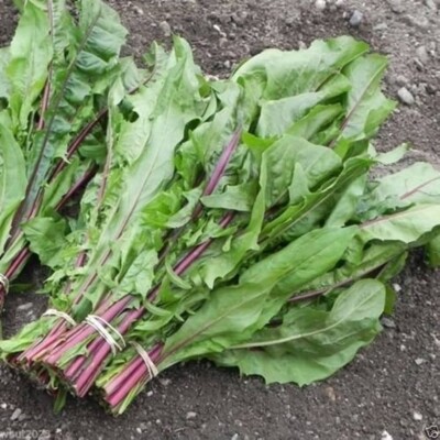 CHICORY AGRIO RED STEM 250+seeds Italian Heirloom Vitamins Iron Salads ...