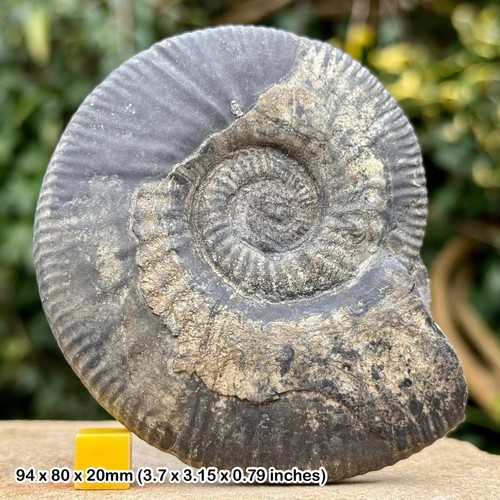 Procraspedites praecursor fossil ammonite - lower kimmeridgian ...