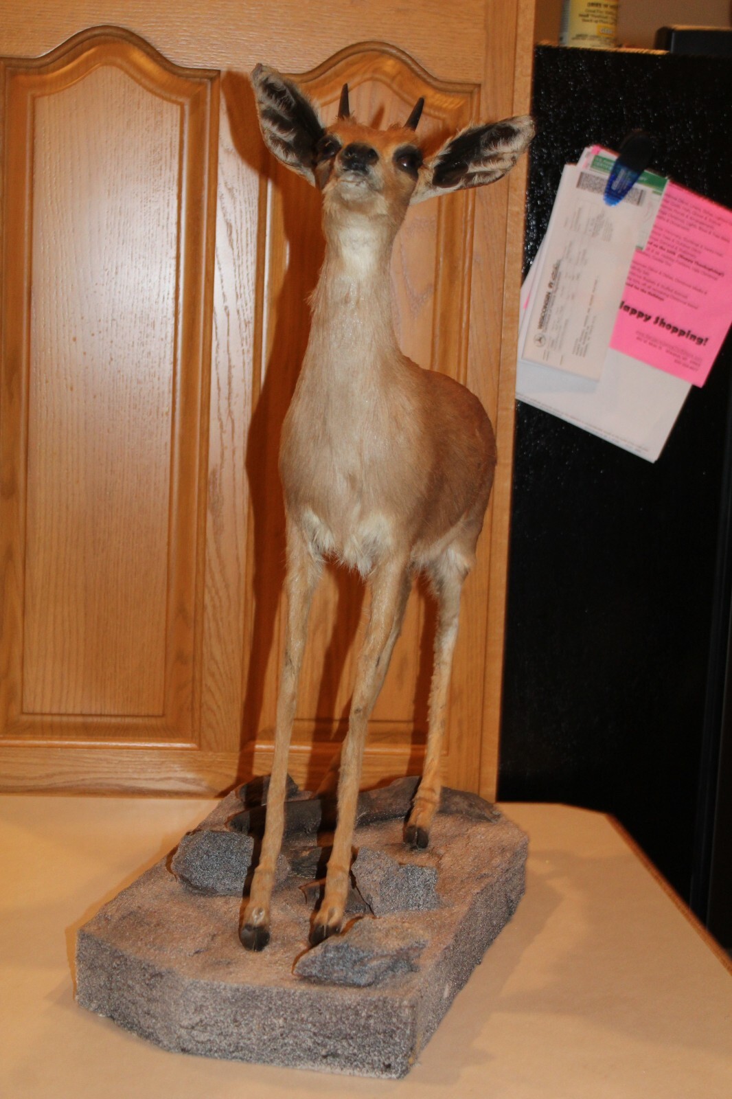 Taxidermy Steenbok Antelope Mount Duiker Africa Safari Hunt Whitetail ...
