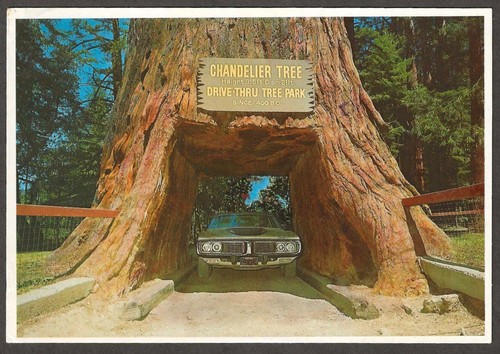 Vintage Chandelier Drive-Thru Tree Redwood Hwy California CA Postcard ...