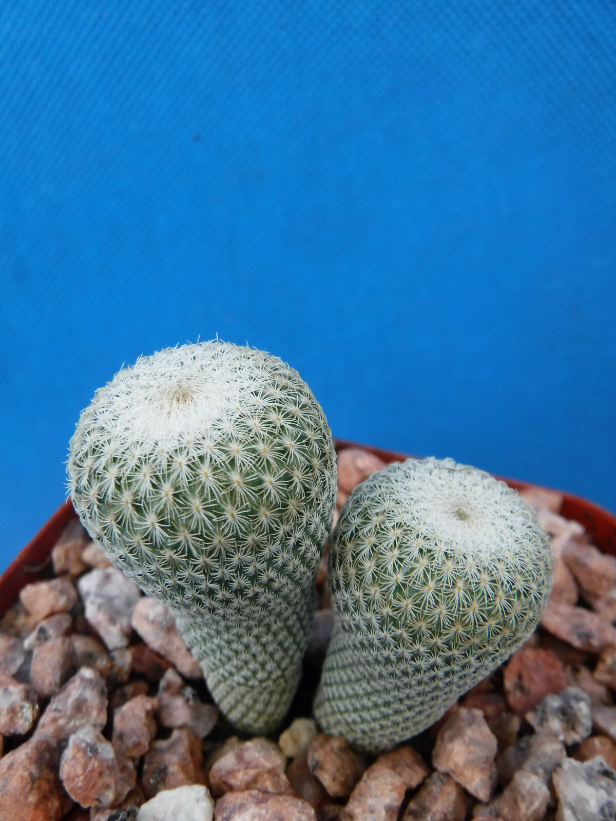 Epithelantha micromeris "Button Cactus" Supreme Seed Grown Miniature 2 ...
