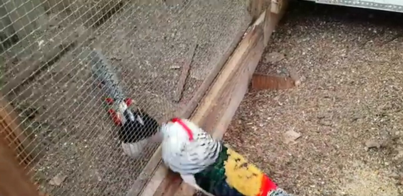 4 Lady Amherst Silver Amethyst Golden Pheasant Fertile Hatching Eggs ...