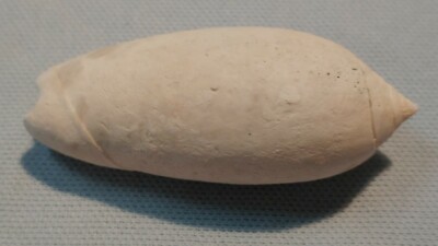 Large FOSSIL OLIVE SHELL from FLORIDA - Oliva keatoni | eBay