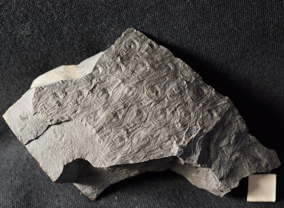 Rare Lepidodendron serpentigerum Carboniferous fossil plant lycopod ...