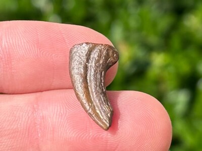 NICE Theropod Dinosaur Claw Fossil from Niger Dino Bones Kryptops ...