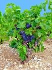 20 WINE GRAPE SEEDS (Vitis vinifera) Vine Tree Fast Hardy Garden Fruit ...