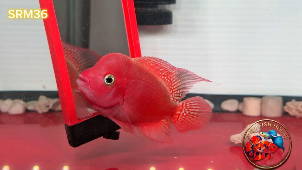Premium Flowerhorn - VIP Baby Super Red Monkey 3 inches - Overnight USA ...