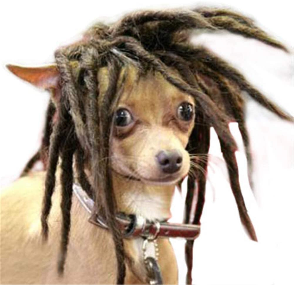 Dog With Dreadlocks