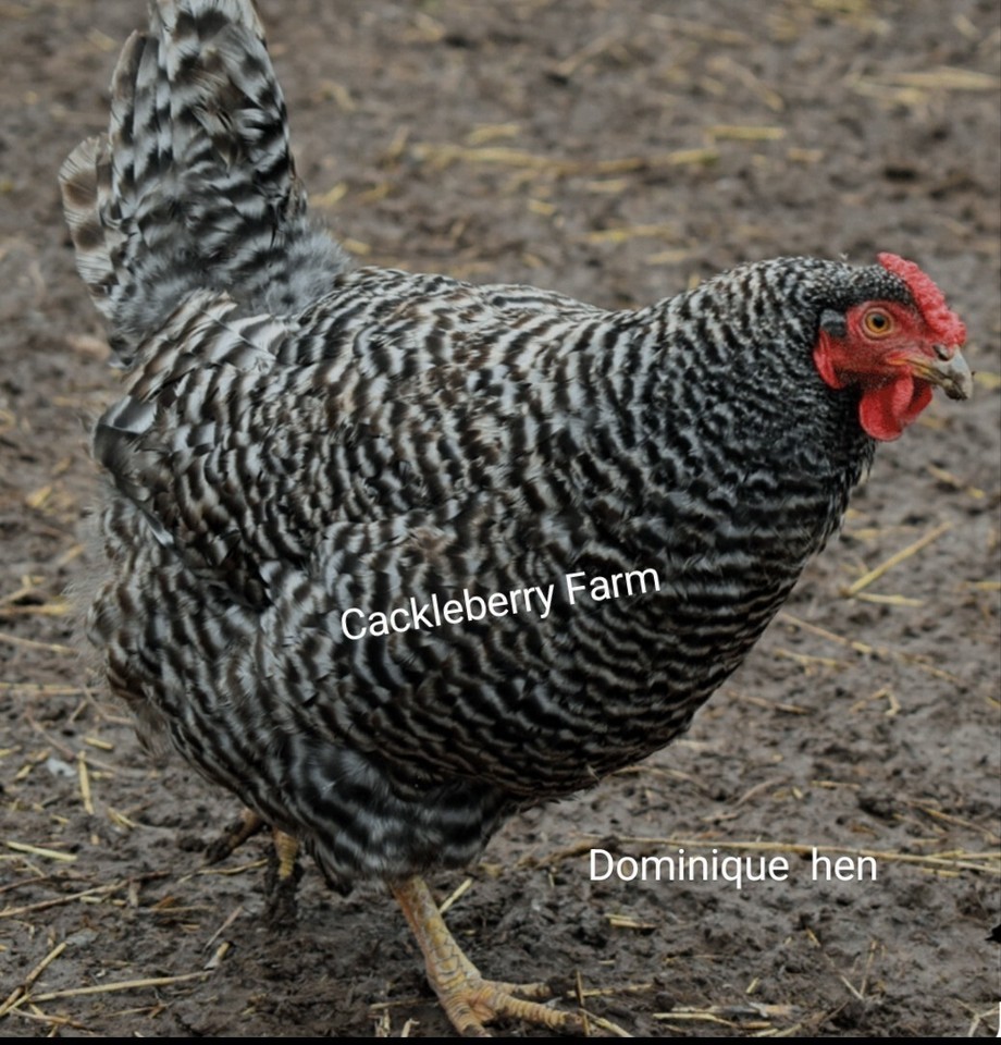 12 Plymouth Barred Rock Hatching Eggs | eBay
