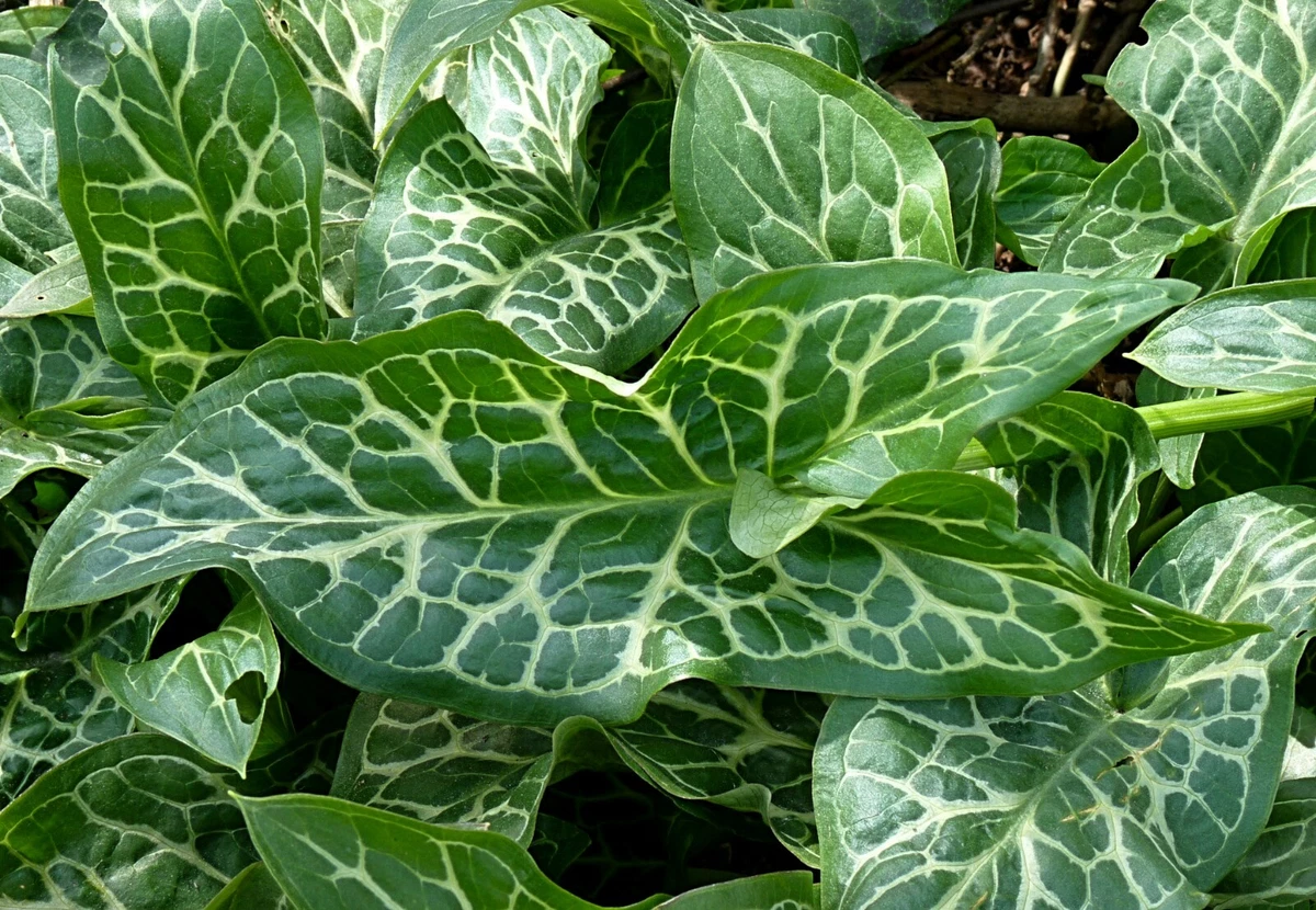 Arum Italicum Pictum