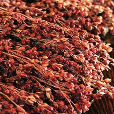 Red Head Broom Corn Seeds for Planting (50 Seeds) - Grow Exotic Red ...