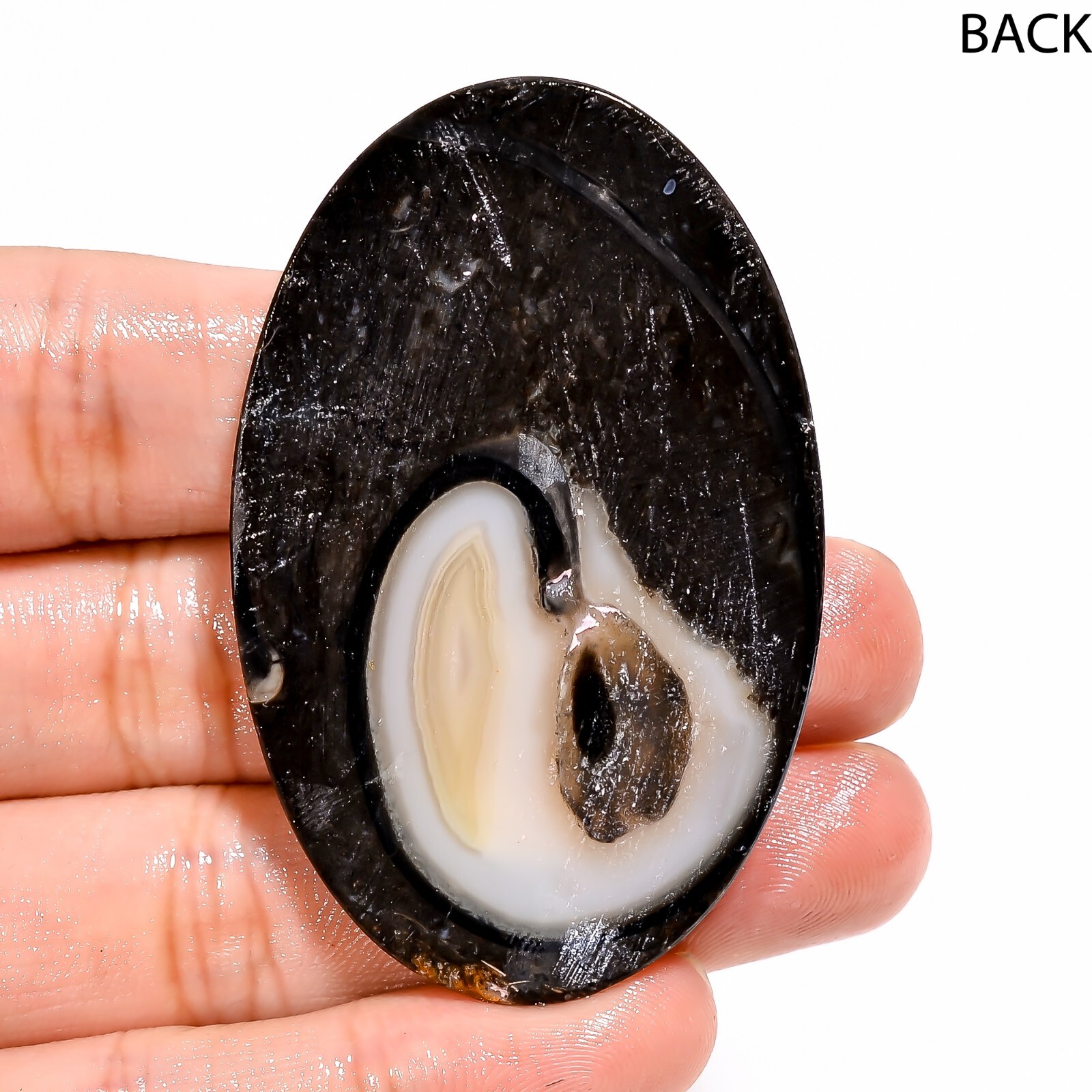 100% Natural Black Colus Fossil Gemstone OVAL Cabochon 107.45 CT ...