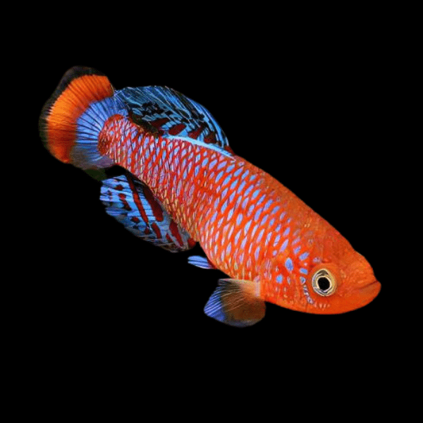 Bluefin Notho Killifish
