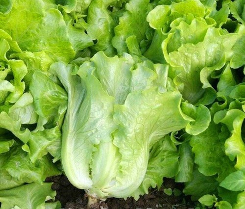 1000+All Season Romaine Lettuce Seeds Italian Yearly Lettuce USA | eBay