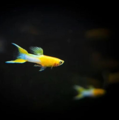 Japan Blue Gold Double Sword Guppy (Poecilia reticulata) (1M/1F) | eBay