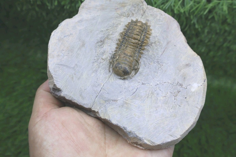 Devonian Crotalocephalina Trilobite Fossil – Authentic Morocco Specimen ...