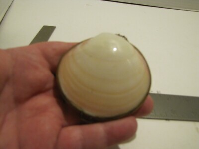 VTG GENUINE CLAM SHELL JEWELRY/TRINKET COIN PURSE BRASS HINGED NO ...