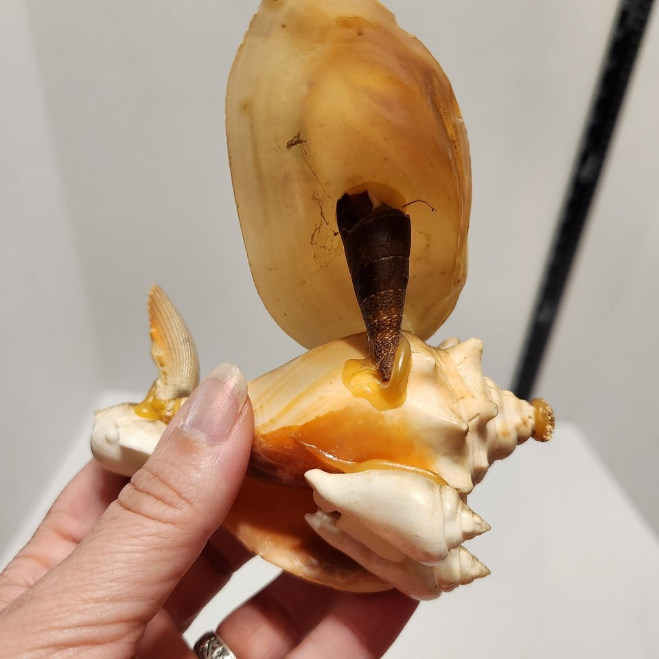 Vintage Hand Crafted Sea Shell Airplane Sculpture Figurine | eBay