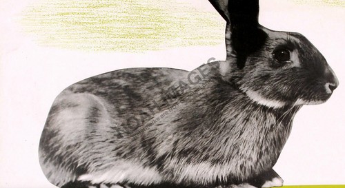 Rabbits vintage WW2 British food ration propaganda poster 16x24 | eBay