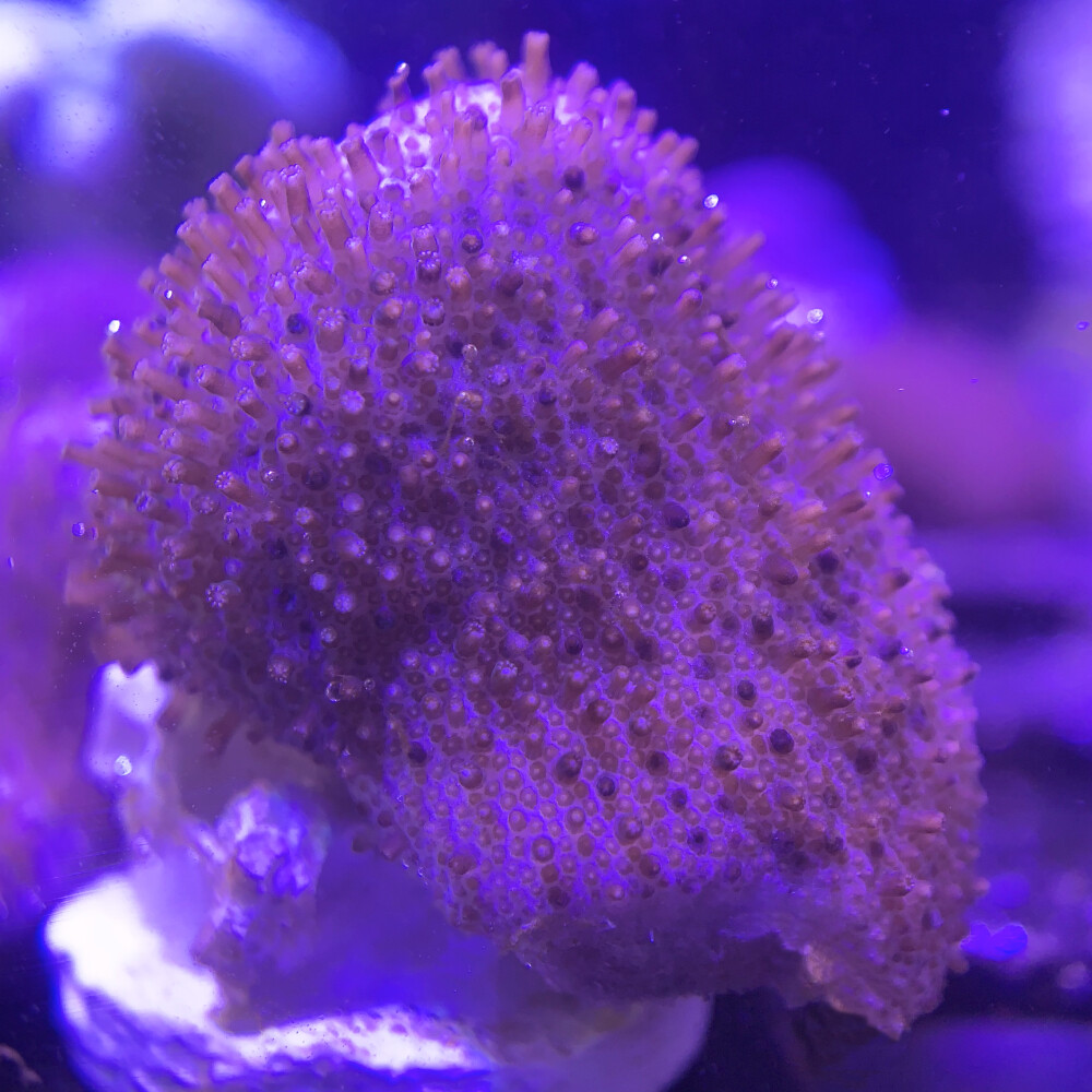 Toadstool - 'Devils hand'- Coral Frag - | Grelly UK